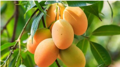 Mango export: Kenya to curb illegal shipments